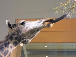 Giraffe - New World Encyclopedia
