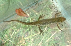Newt - New World Encyclopedia