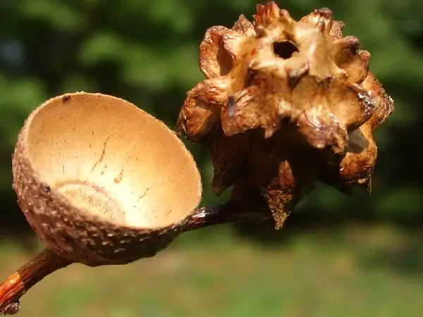 Acorn - New World Encyclopedia
