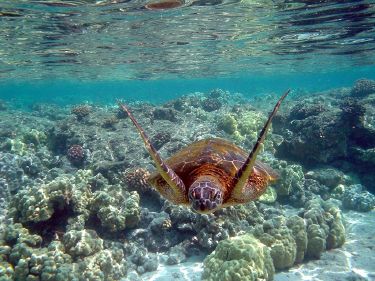 Sea turtle - New World Encyclopedia