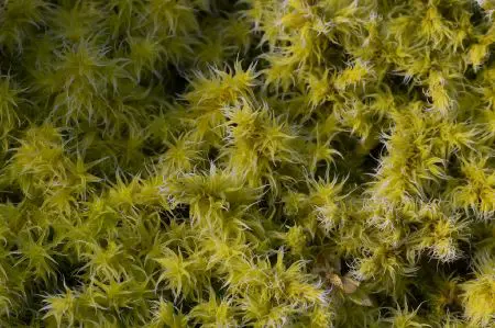 Moss - New World Encyclopedia
