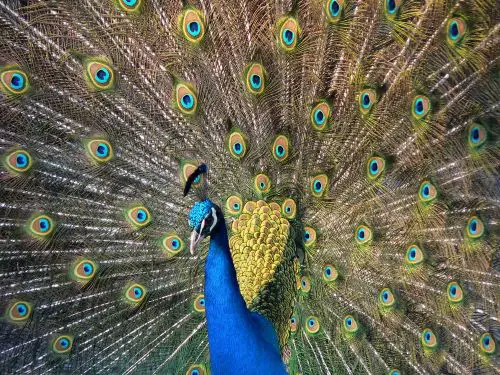 Peafowl - New World Encyclopedia