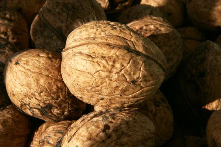 Walnut - New World Encyclopedia