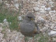 Alps - New World Encyclopedia