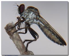 Fly - New World Encyclopedia