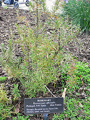 Rosemary - New World Encyclopedia
