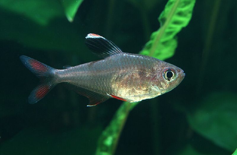 Tetra - New World Encyclopedia
