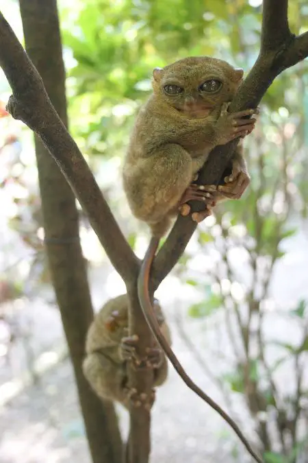 Prosimian - New World Encyclopedia