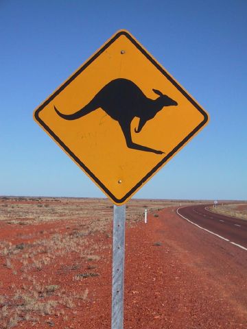 Kangaroo - New World Encyclopedia