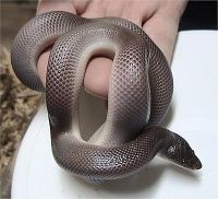 Snake - New World Encyclopedia