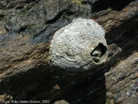 Barnacle - New World Encyclopedia