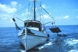 Trawling - New World Encyclopedia