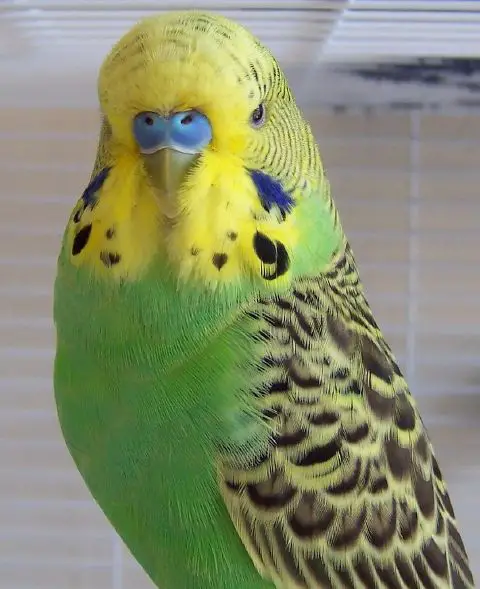 Budgerigar - New World Encyclopedia
