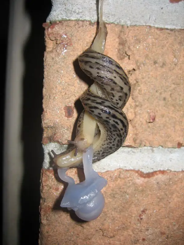 Slug - New World Encyclopedia
