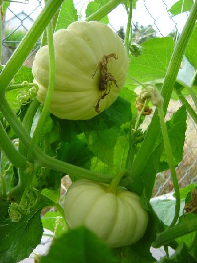 Squash (plant) - New World Encyclopedia