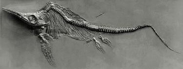 Ichthyosaur - New World Encyclopedia