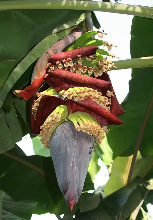 Banana - New World Encyclopedia