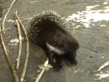 Porcupine - New World Encyclopedia
