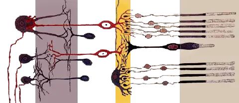 Rod cell - New World Encyclopedia