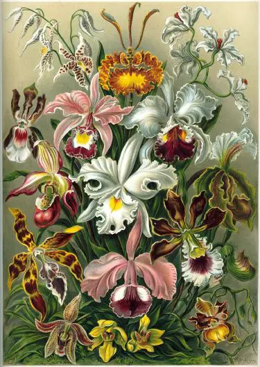 Orchid - New World Encyclopedia