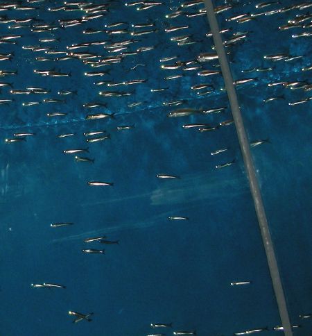 Anchovy - New World Encyclopedia