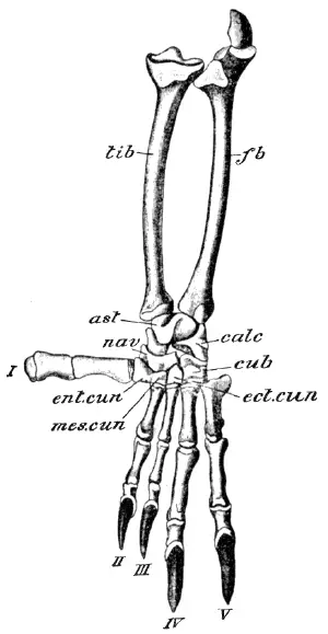 Eutheria - New World Encyclopedia