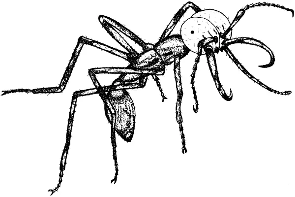 Army ant - New World Encyclopedia