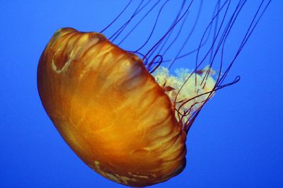 Jellyfish - New World Encyclopedia