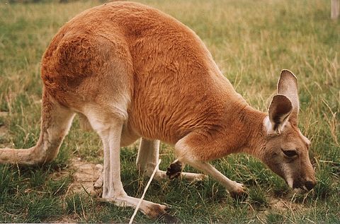 Kangaroo - New World Encyclopedia