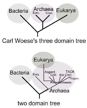 Domain (biology) - New World Encyclopedia