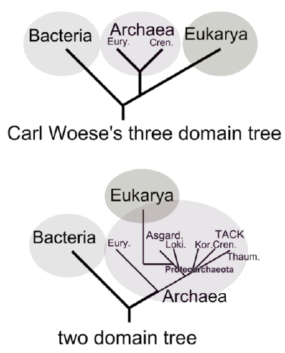 Domain (biology) - New World Encyclopedia