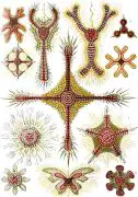 Radiolaria - New World Encyclopedia