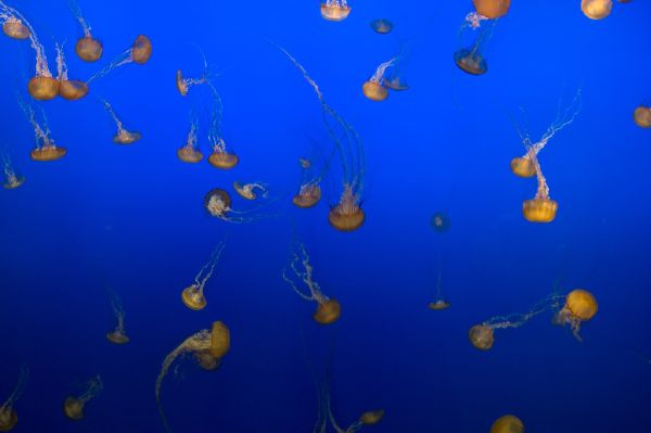Jellyfish - New World Encyclopedia