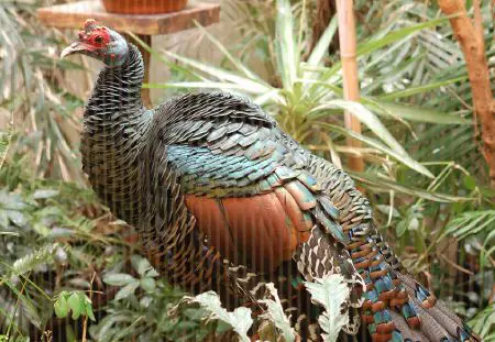 Turkey (bird) - New World Encyclopedia