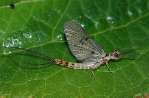 Mayfly - New World Encyclopedia