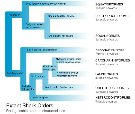 Shark - New World Encyclopedia