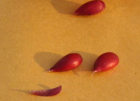 Apple - New World Encyclopedia