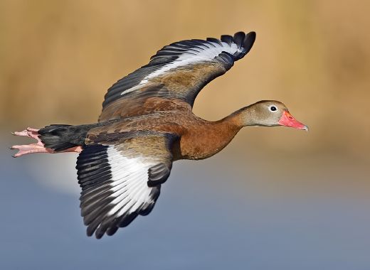 Anatidae - New World Encyclopedia