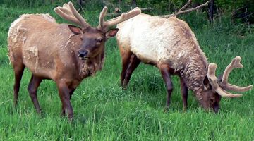 Elk - New World Encyclopedia