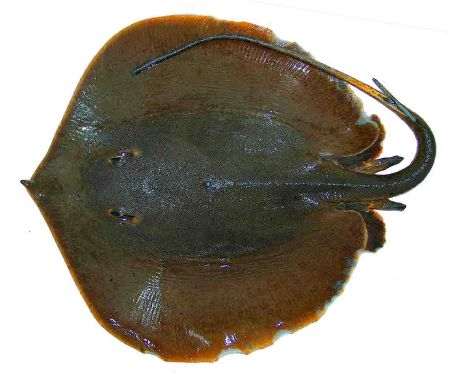 Stingray - New World Encyclopedia