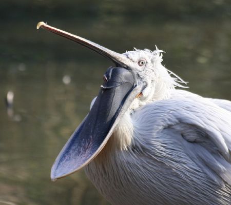 Pelican - New World Encyclopedia