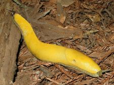Slug - New World Encyclopedia