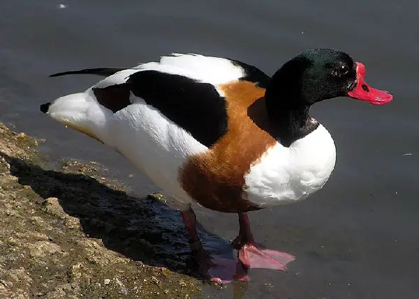 Anatidae - New World Encyclopedia