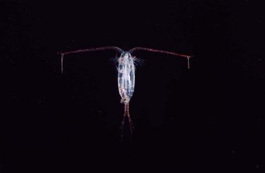 Copepod - New World Encyclopedia