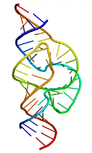 RNA - New World Encyclopedia