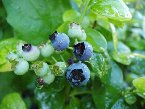 Blueberry - New World Encyclopedia