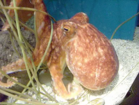 Octopus - New World Encyclopedia