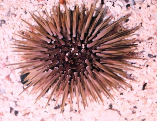 Echinoderm - New World Encyclopedia