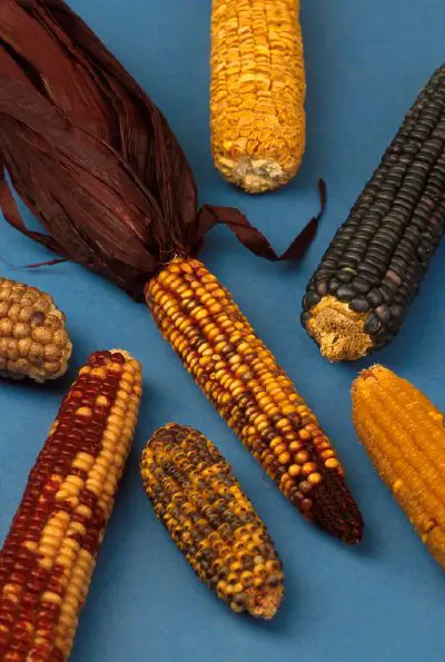 Maize - New World Encyclopedia