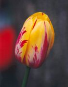 Tulip - New World Encyclopedia